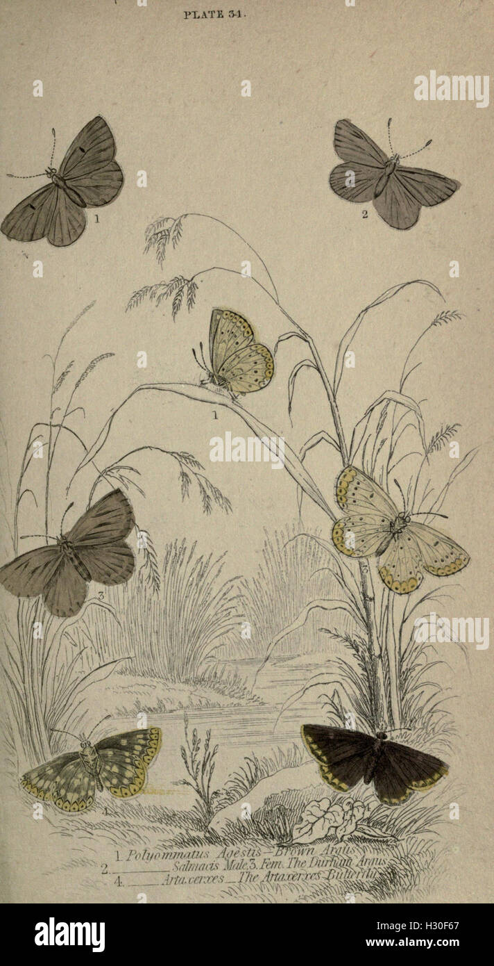An illustrated guide to butterfly species native to Britain, covering ...