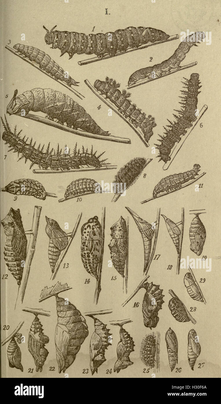 A comprehensive guide to the butterflies of Britain, focusing on ...