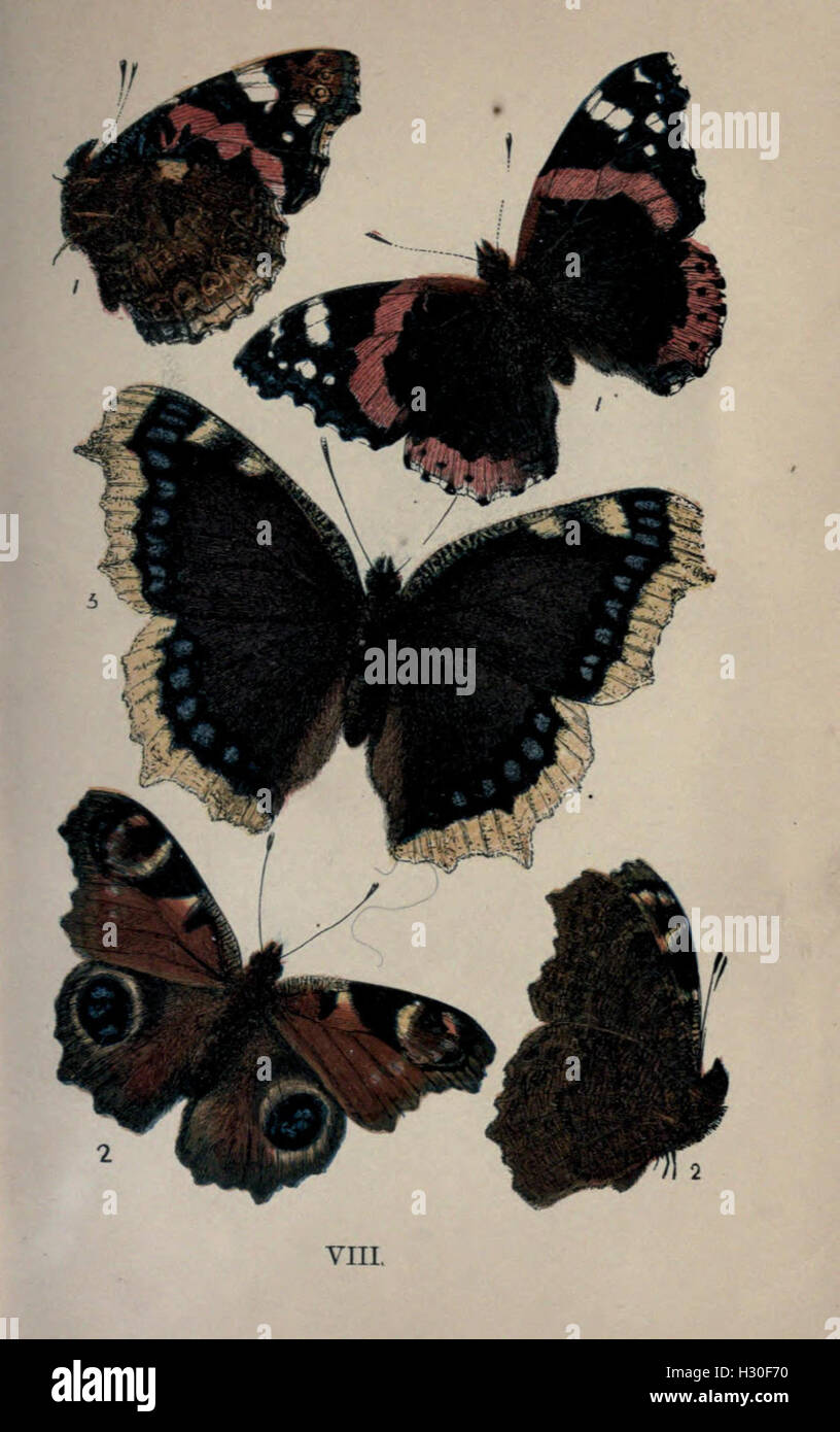 A study and illustration of British butterflies, highlighting native ...