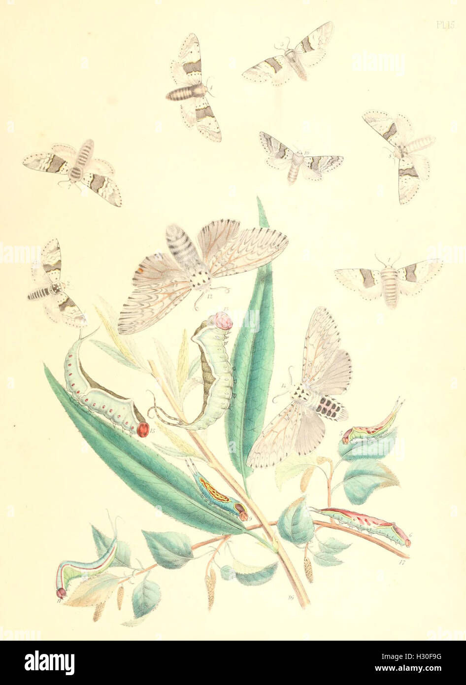 A study of British moth species and their life cycle transformations ...