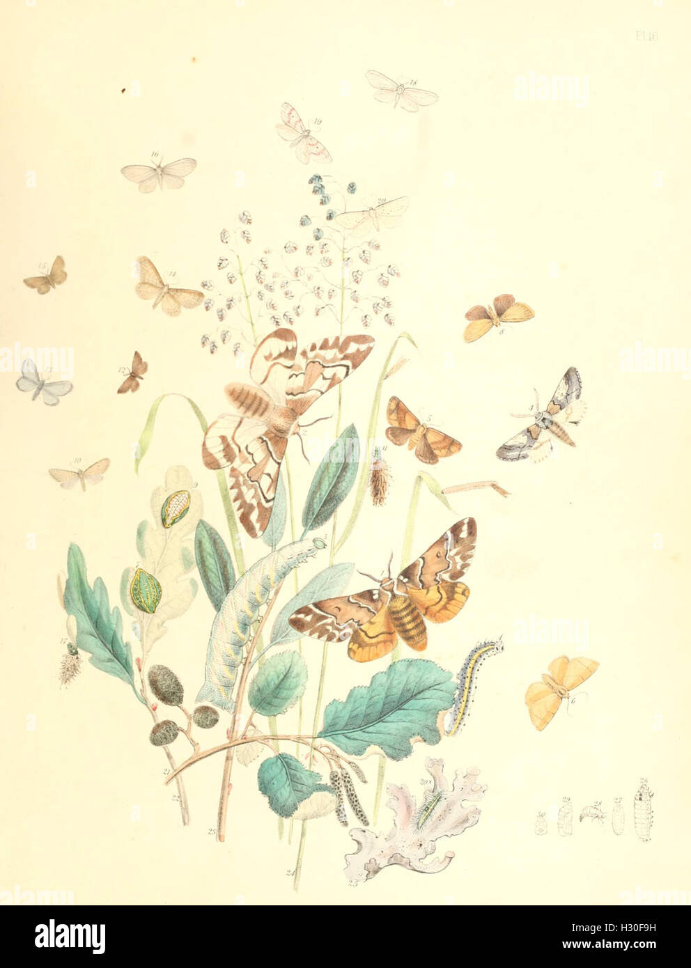 A study of British moth species and their life cycle transformations ...