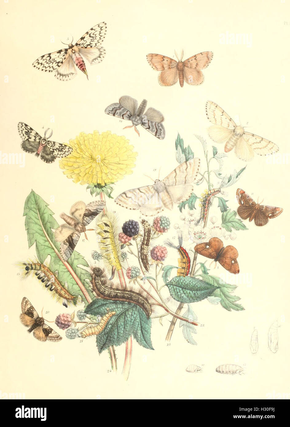 This plate illustrates various British moth species and their ...