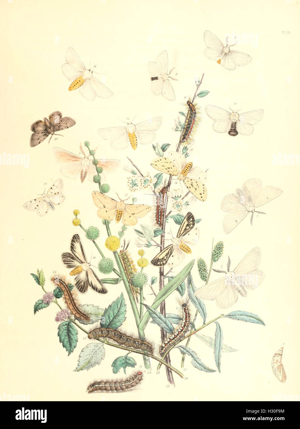 This page presents an illustration of British moths, detailing their ...