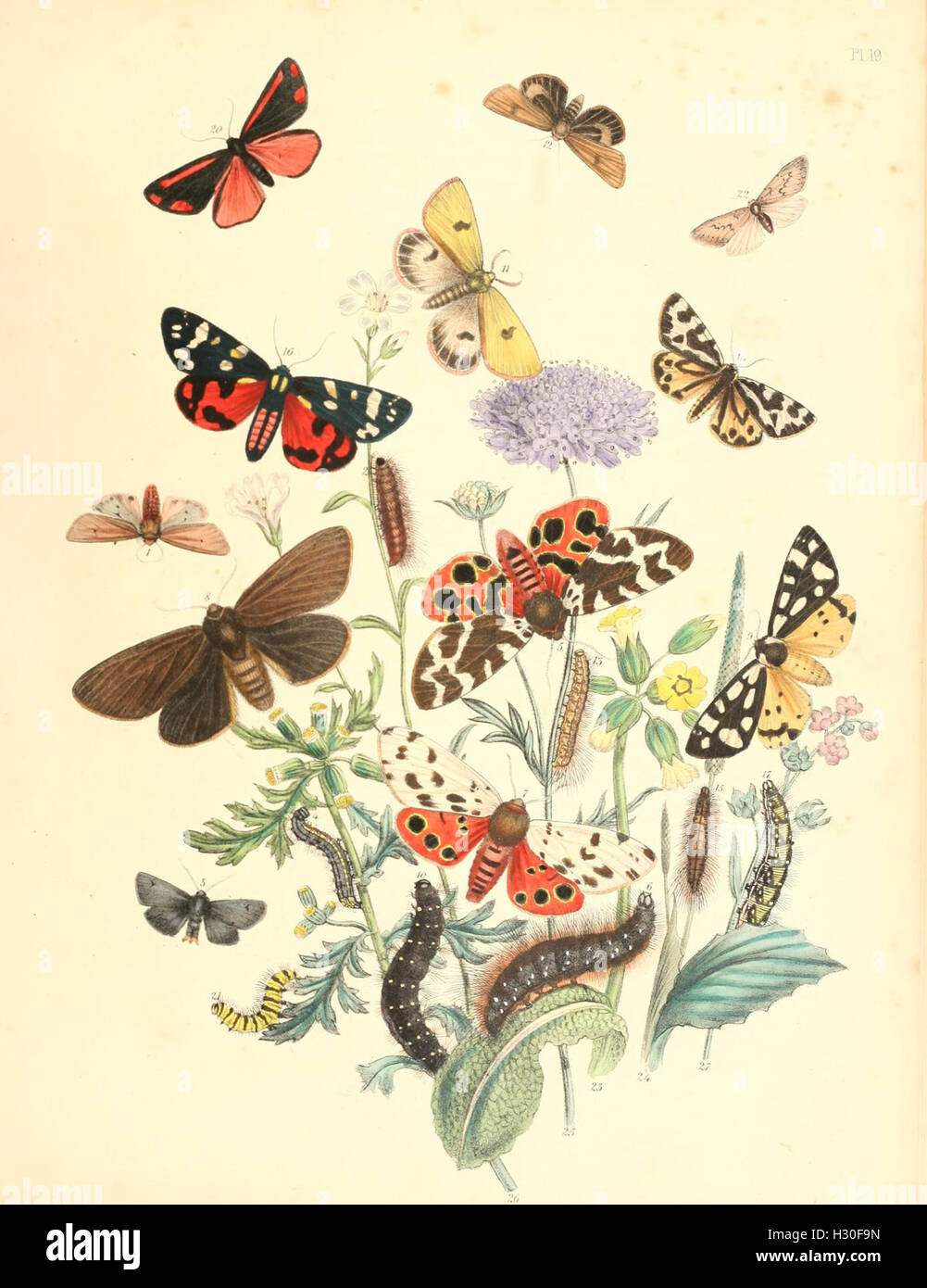 An illustrated guide to British moths, detailing their life cycles ...