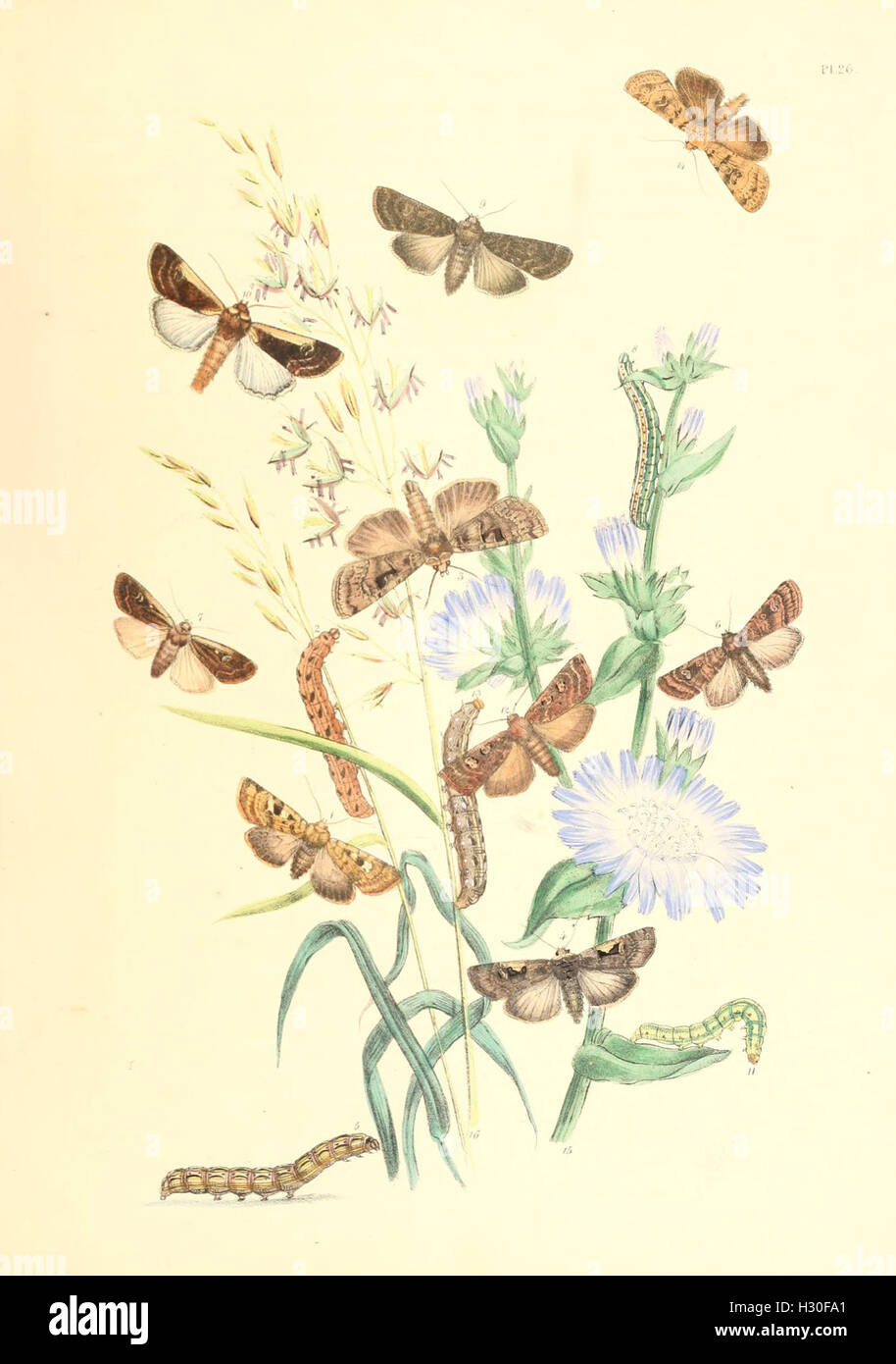 This plate from 'British Moths and Their Transformations' illustrates ...