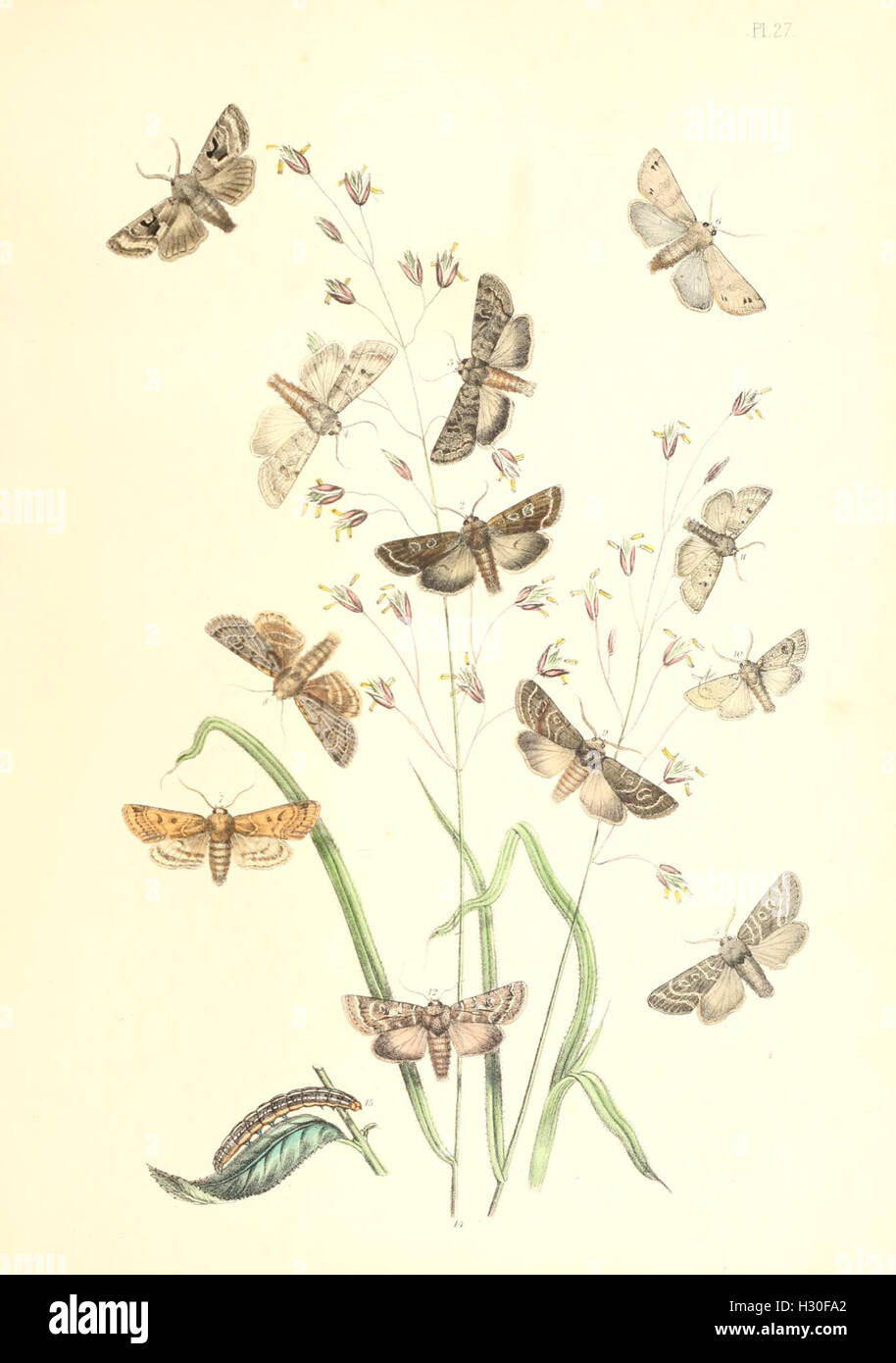A study of British moths, documenting their lifecycle stages from ...