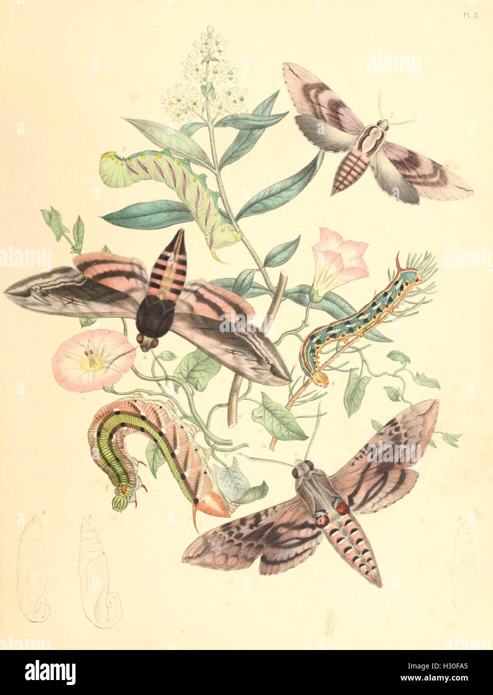 An illustration from 'British Moths and Their Transformations', showing ...