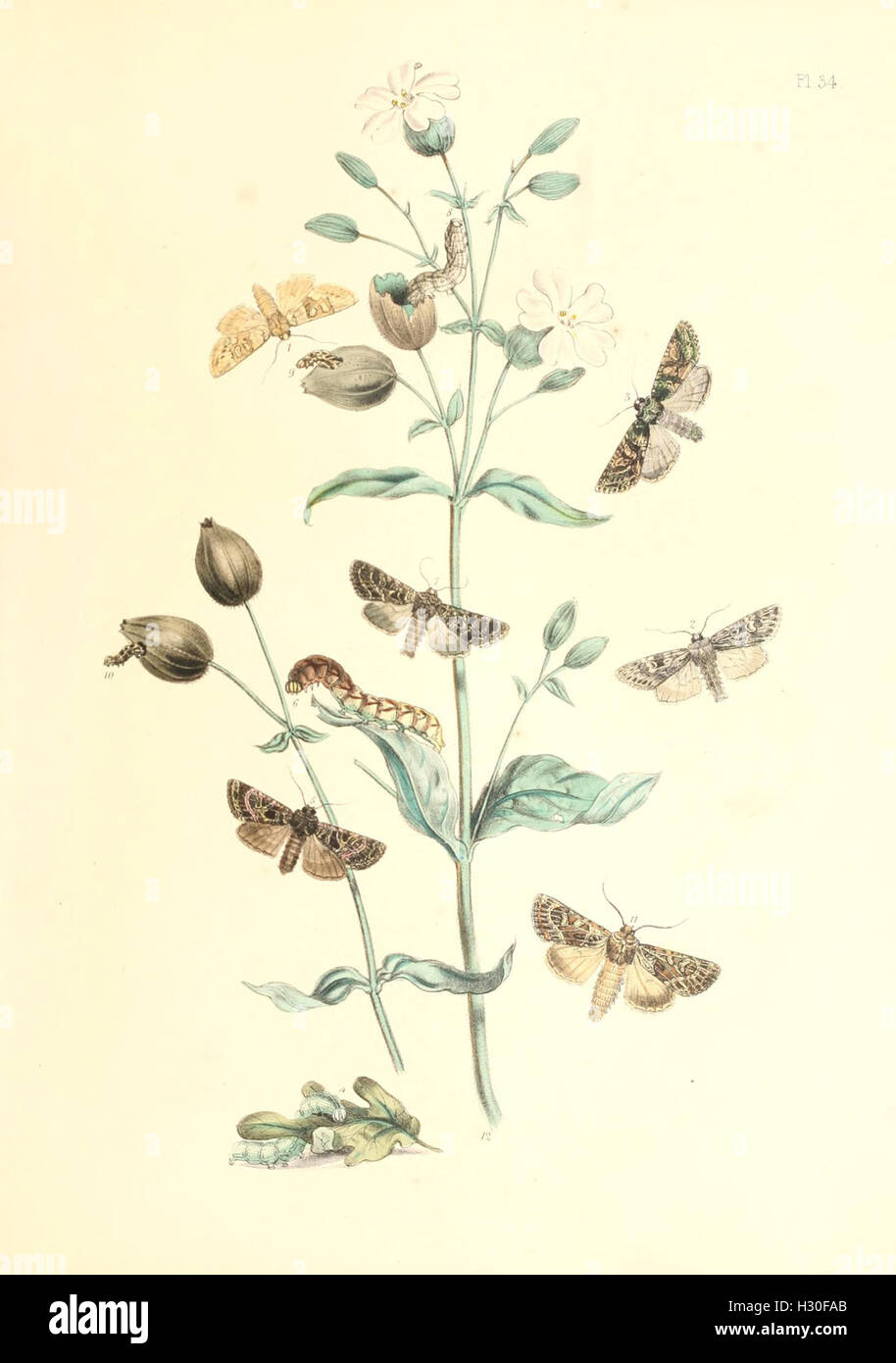 This work illustrates the life cycle and transformations of British ...