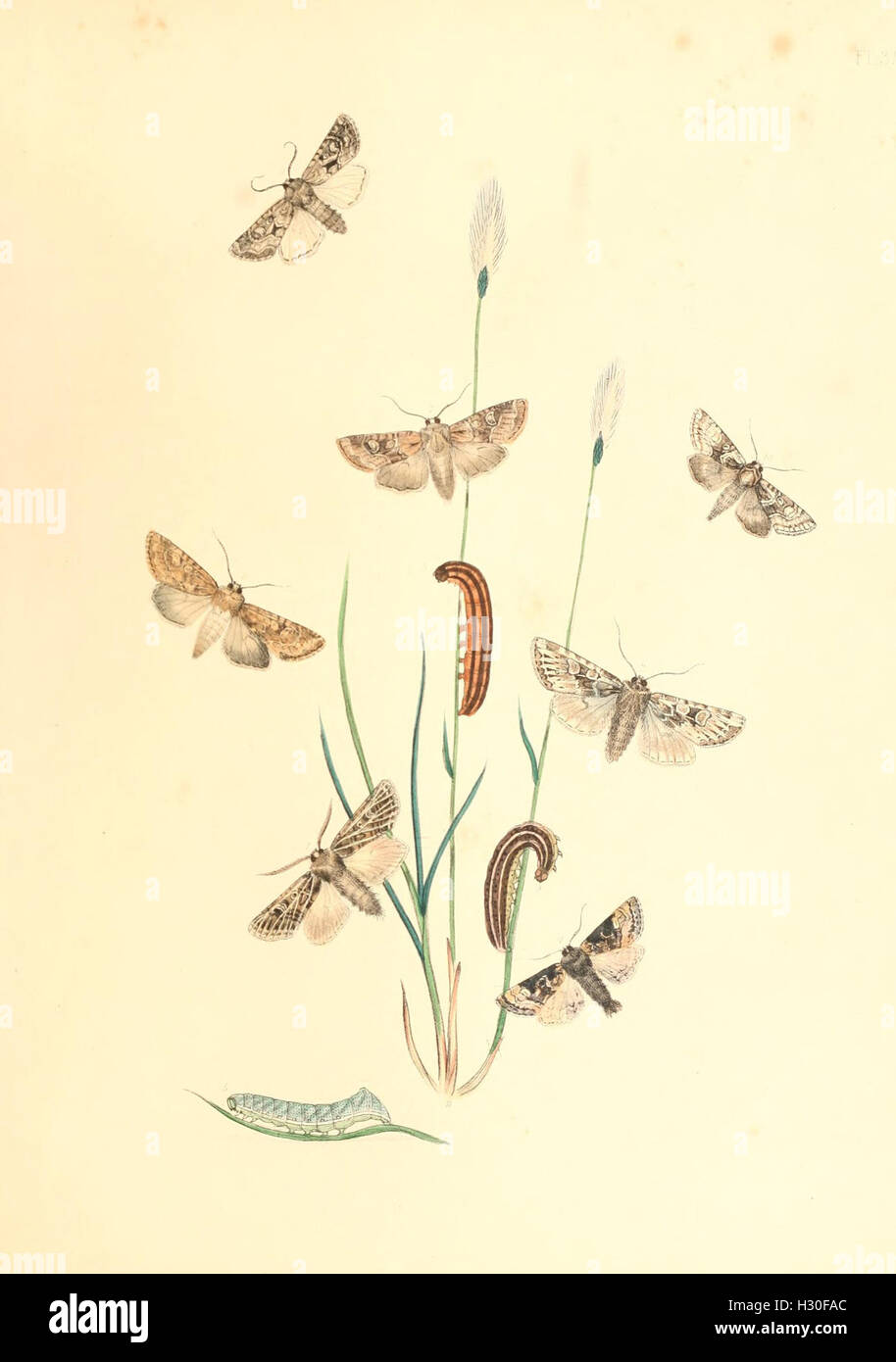 This page from 'British Moths and Their Transformations' illustrates ...