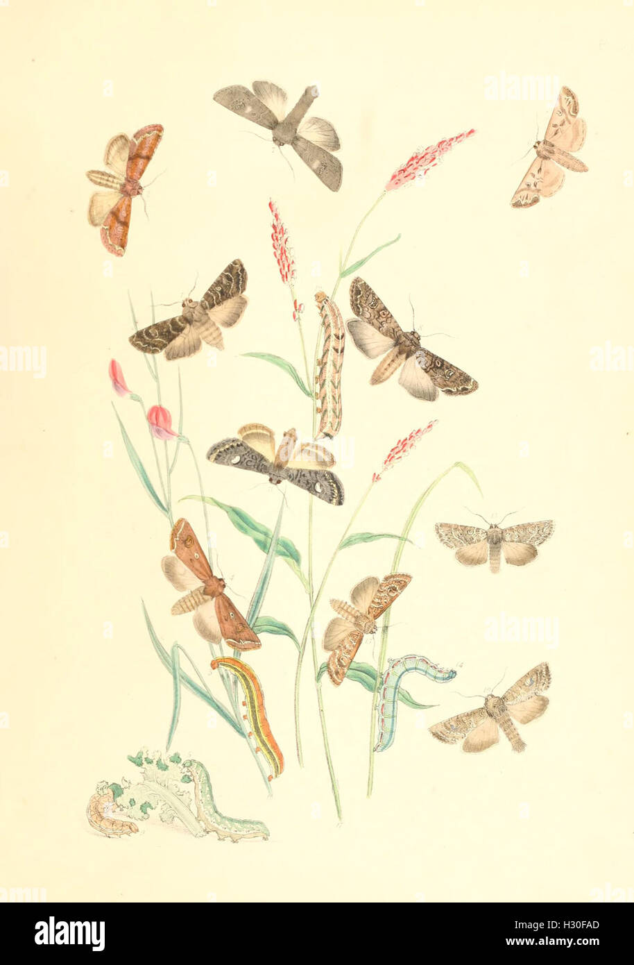 This work examines British moth species and their lifecycle ...