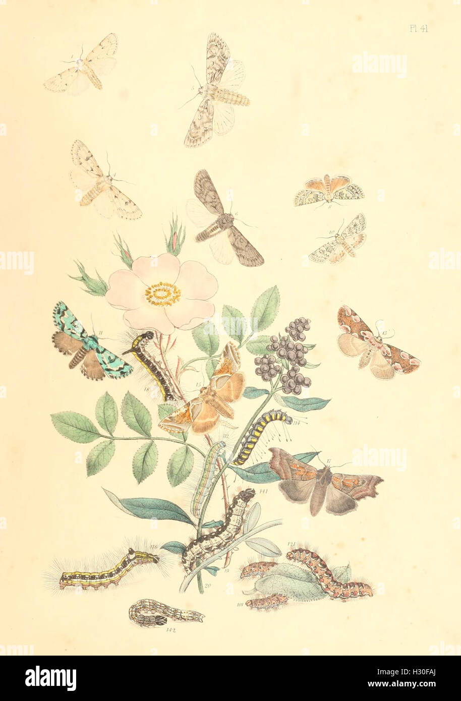 This work details the various stages of development and metamorphosis ...