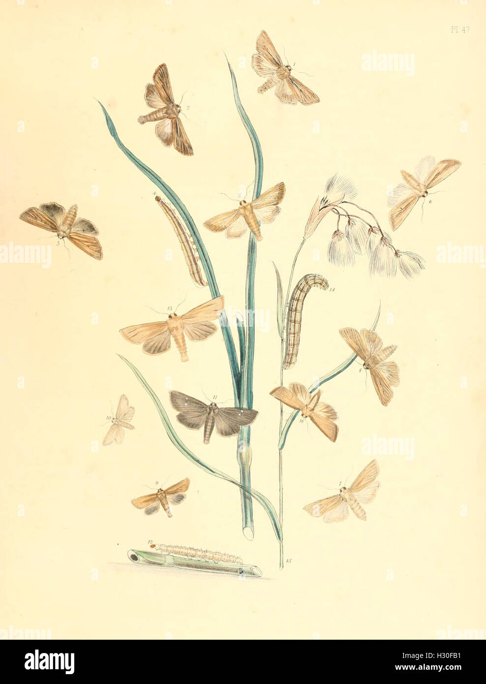 Plate 47 from 'British Moths and Their Transformations' depicts various ...
