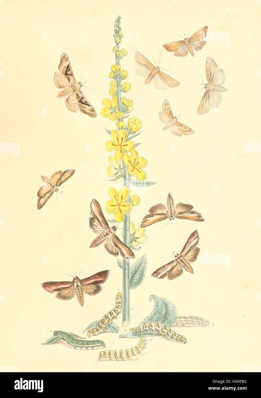 A study of British moth species and their metamorphosis, with Plate 48 ...