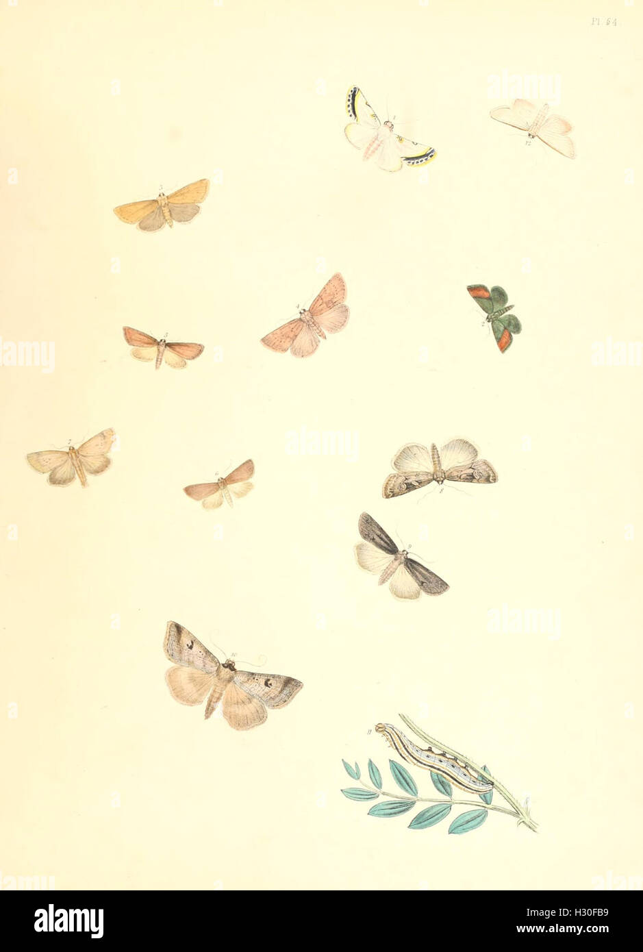 This plate illustrates the various stages of British moths, documenting ...