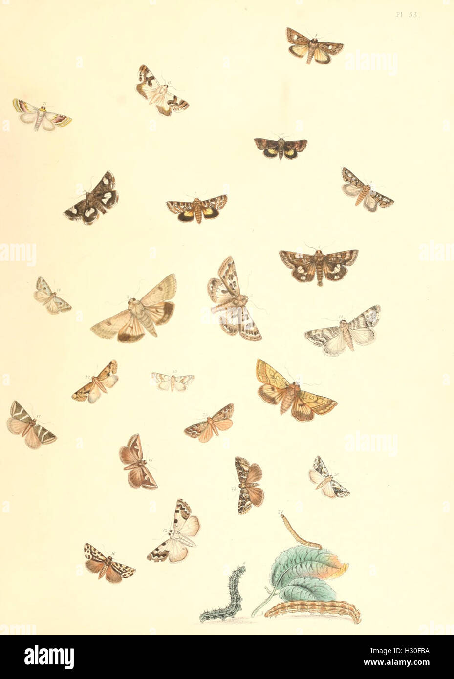British moths and their transformations (Pl. 53) BHL353 Stock Photo - Alamy