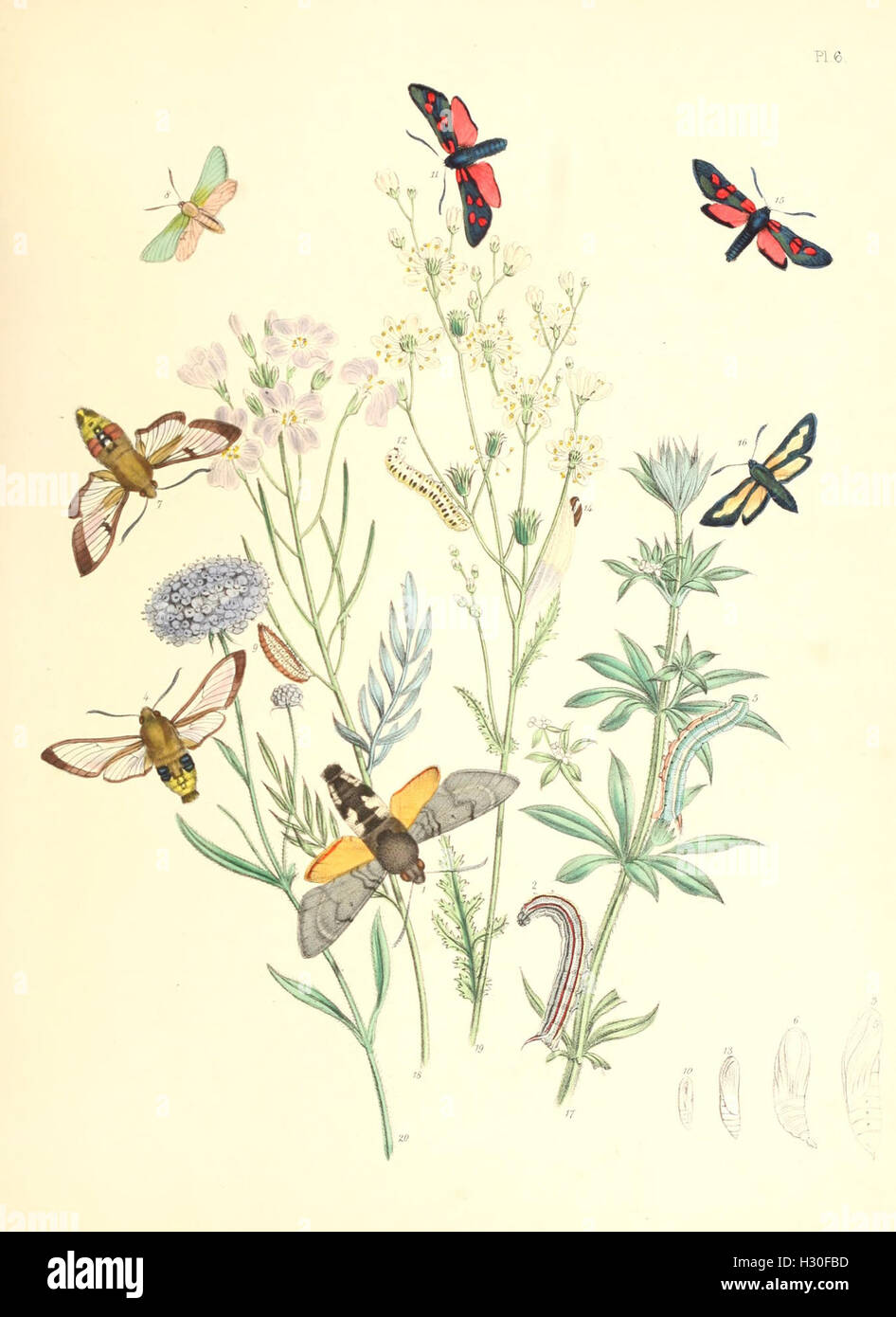British moths and their transformations (Pl. 6) BHL353 Stock Photo - Alamy