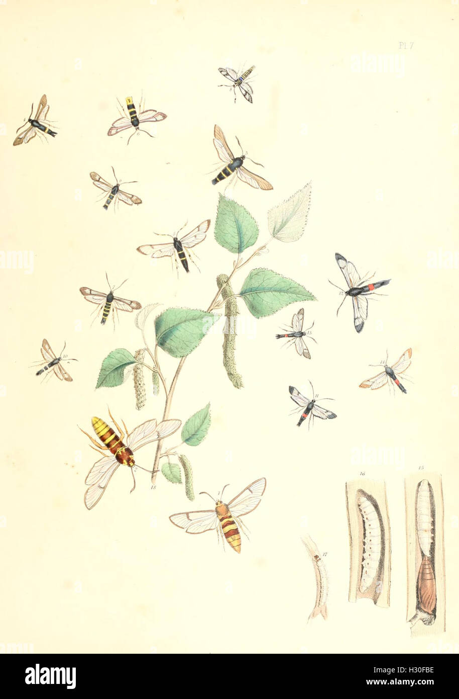 'British Moths and Their Transformations' provides detailed ...