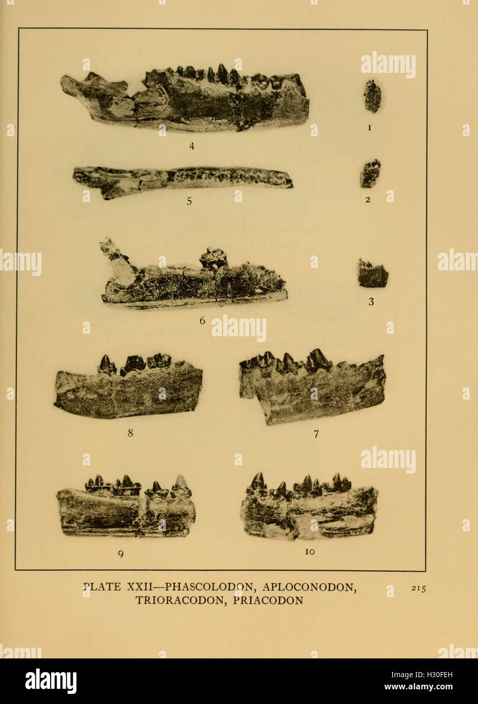 Study on the Mesozoic mammalian fauna of America, focusing on the ...