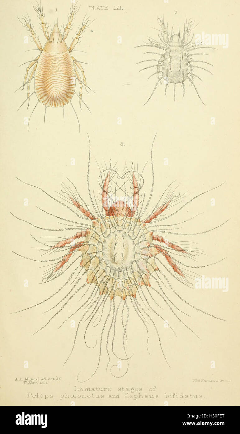 Oribatid mite taxonomy hi-res stock photography and images - Alamy