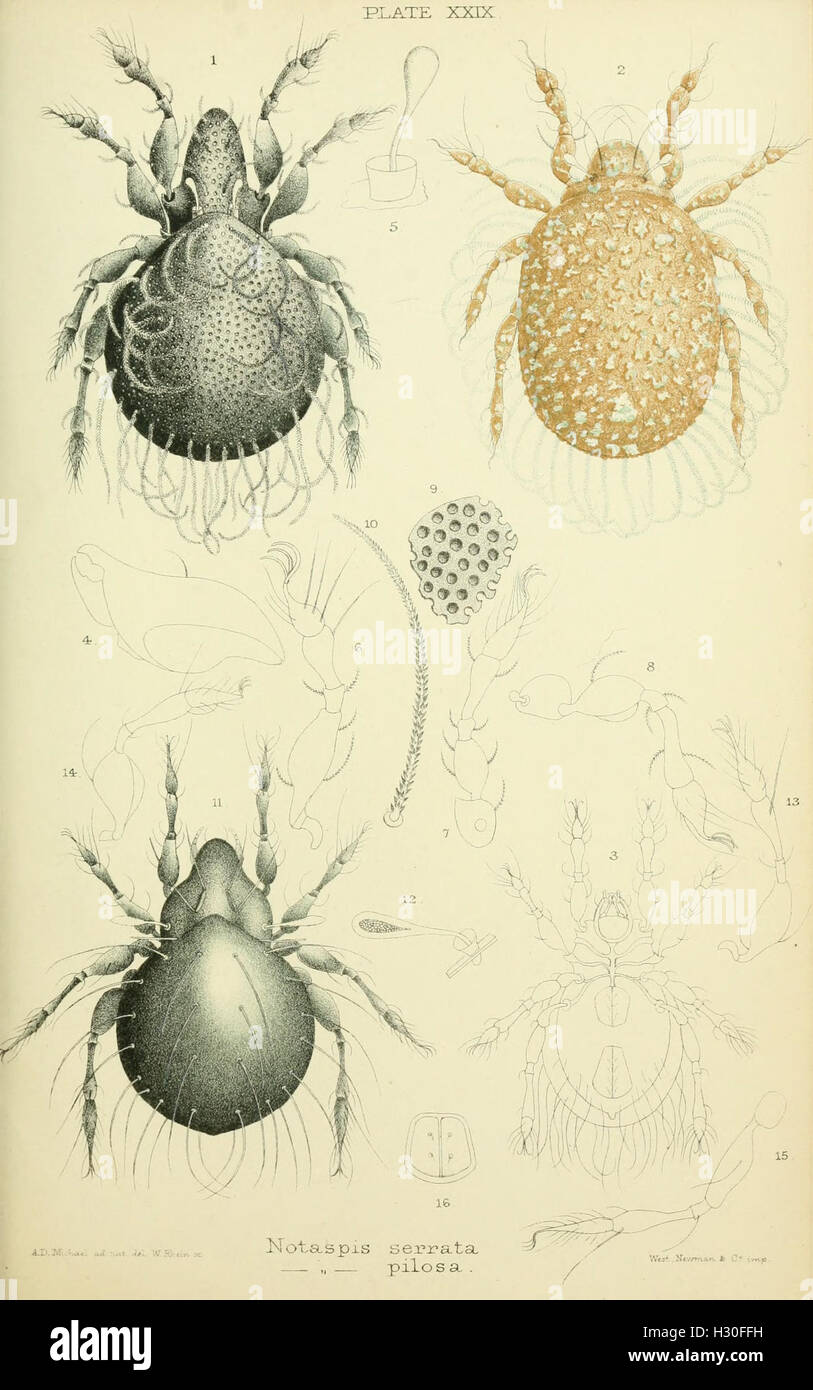 Oribatid mite taxonomy hi-res stock photography and images - Alamy
