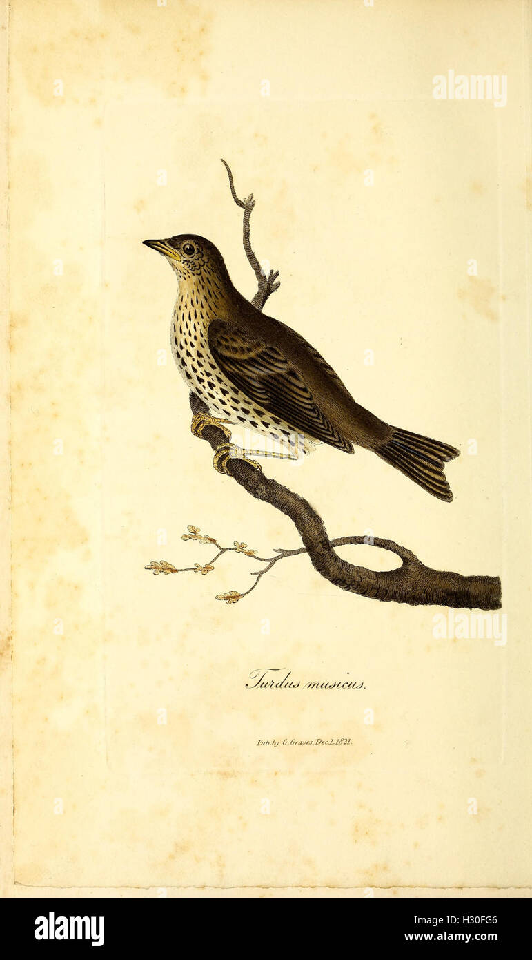 A detailed study of British birds, including their classification ...