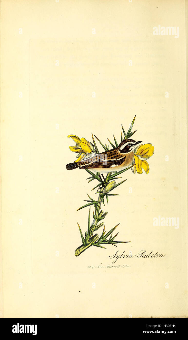 A comprehensive work on British birds, detailing species identification ...