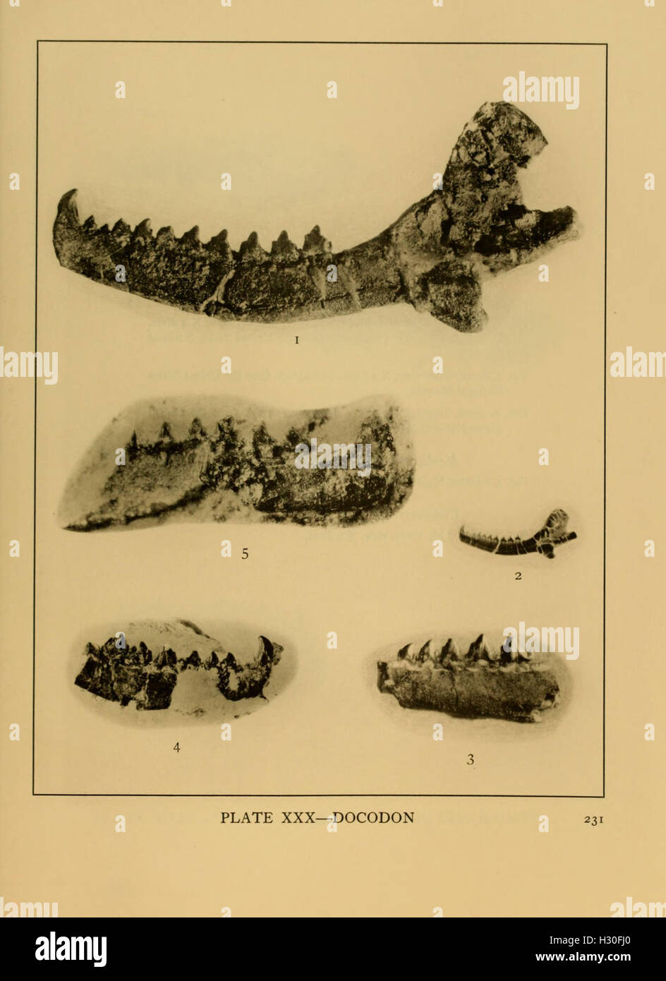 A scientific work focusing on the mammal species of the Mesozoic era ...