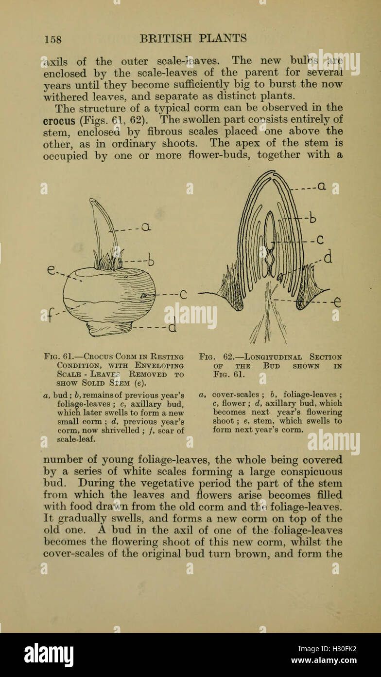 A detailed examination of British plant species, covering their ...