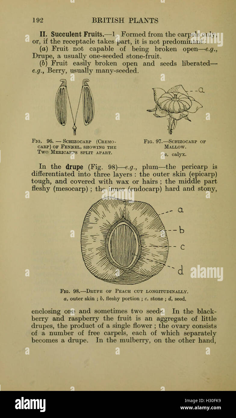 Page 192 of 'British Plants' catalogs native plant species of the ...