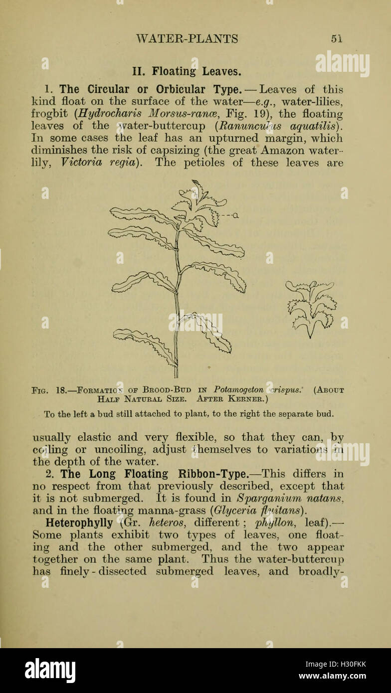 An entry in a botanical study of British plants, cataloging native ...