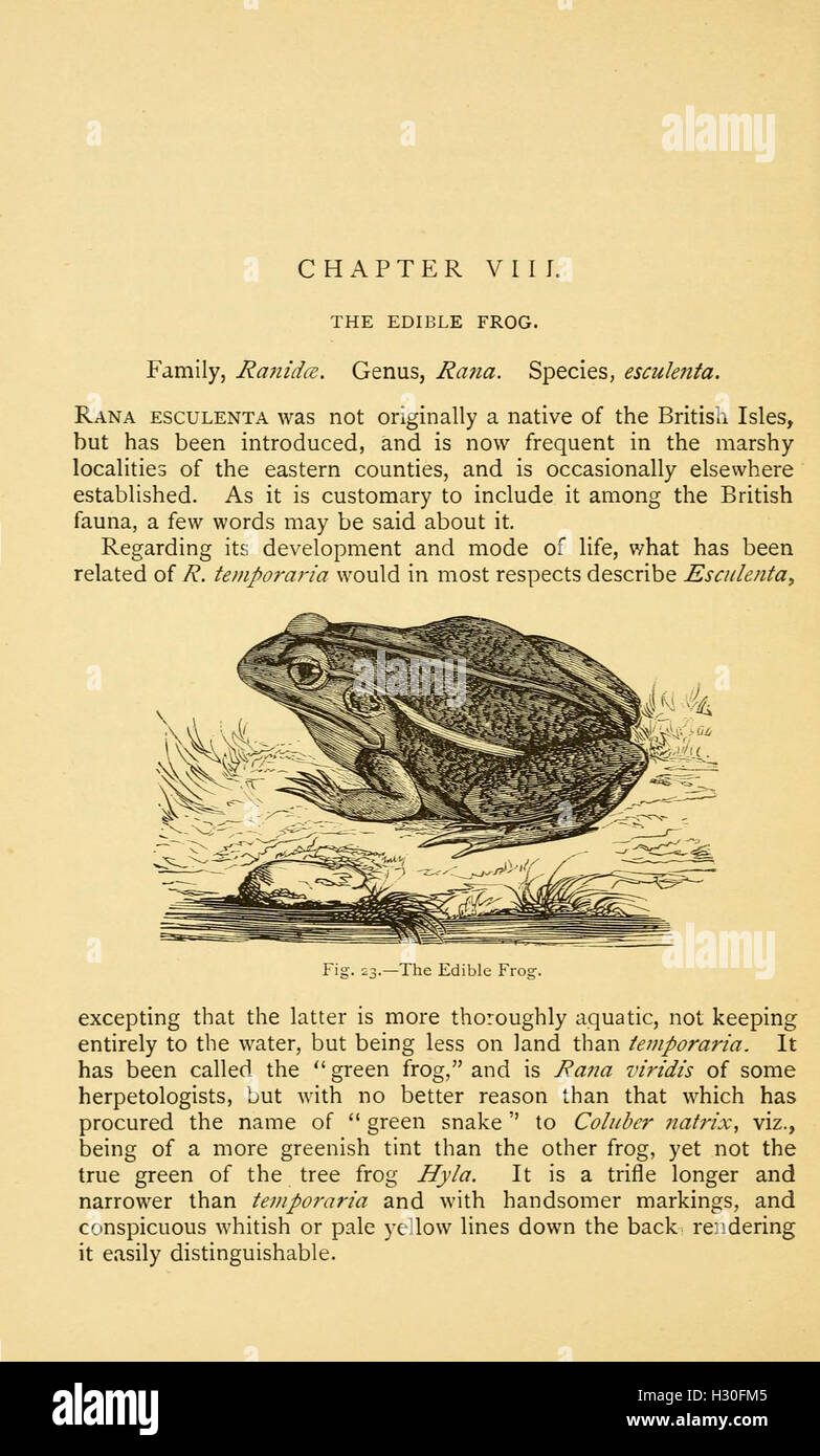 An overview of British reptiles and amphibians (batrachians), with ...