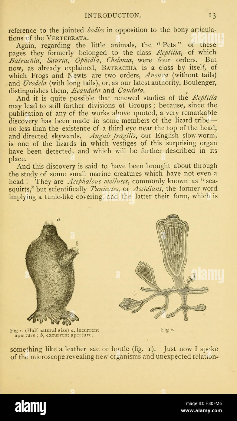 This work focuses on British reptiles and amphibians, providing ...