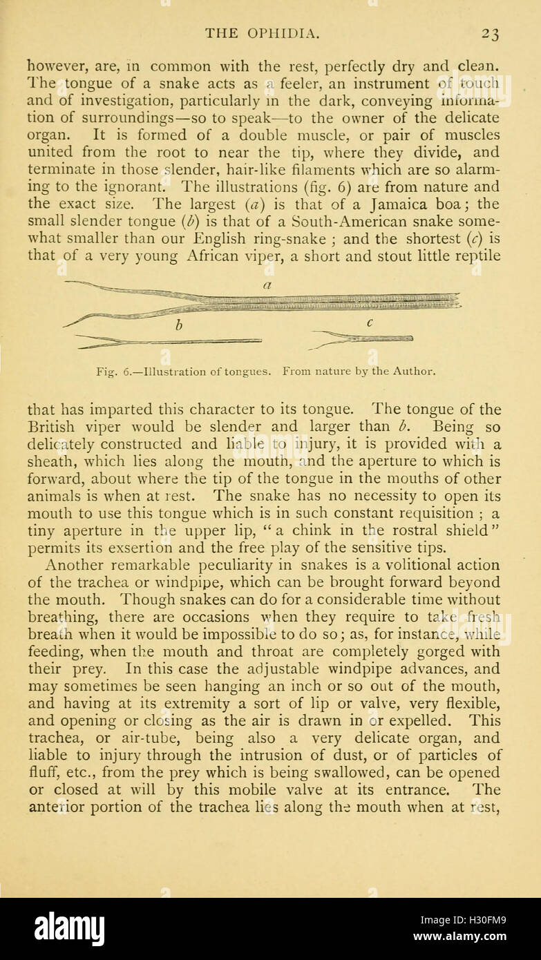 This text provides an overview of British reptiles and amphibians ...