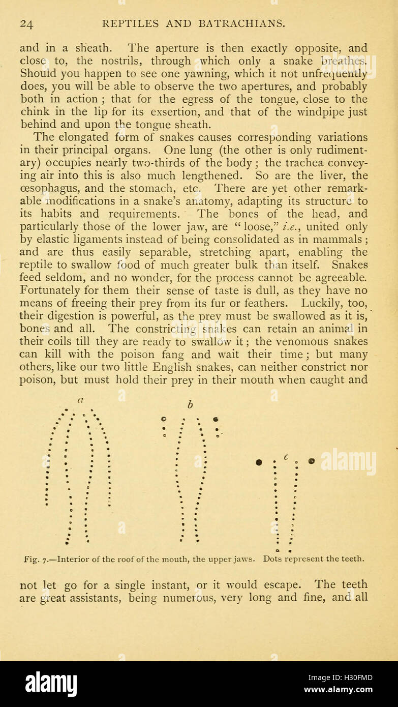 A study of reptiles and amphibians in Britain, focusing on their ...
