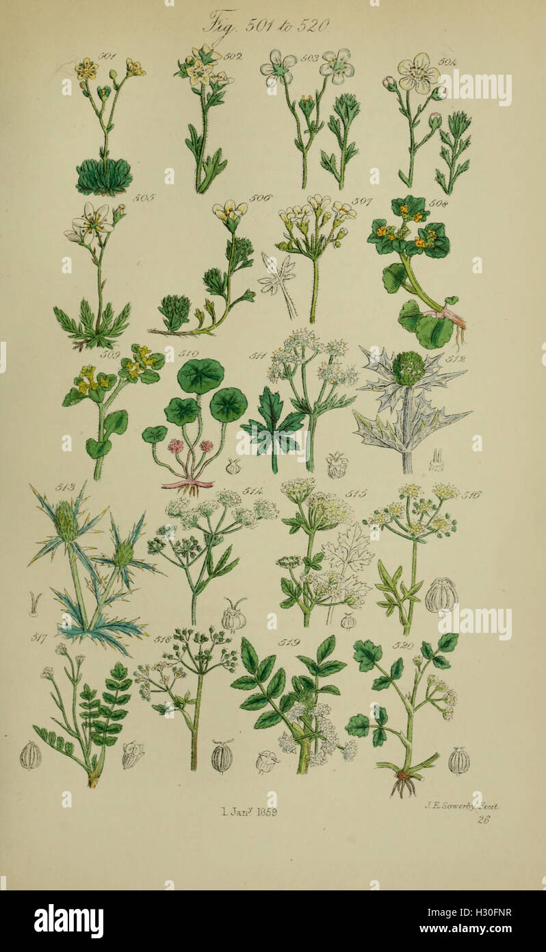 A detailed depiction of various wildflower species native to Britain ...