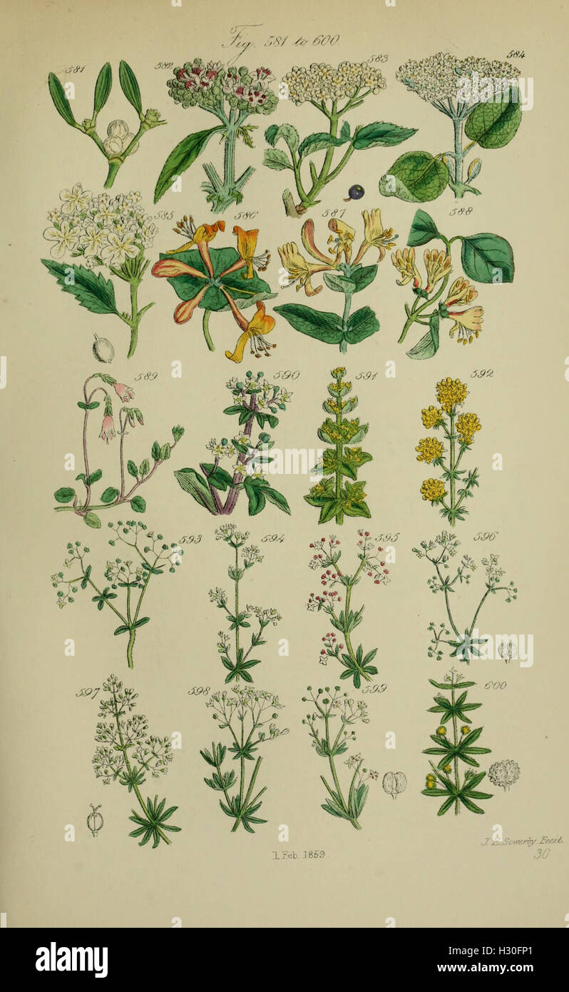 'British Wild Flowers' presents an illustrated guide to the native ...