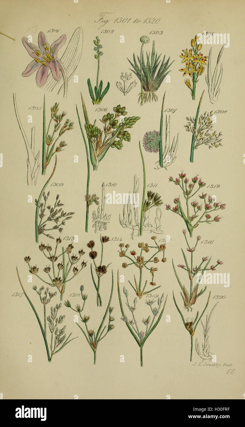 British wild flowers (Pl. 66) BHL123 Stock Photo - Alamy