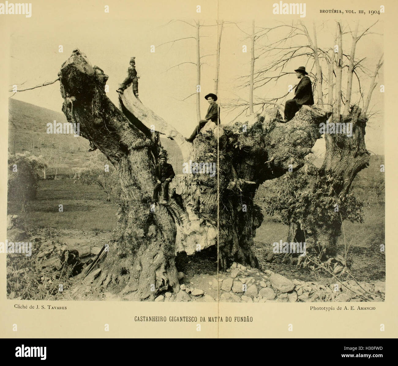 This botanical text covers various plant species, particularly focusing ...