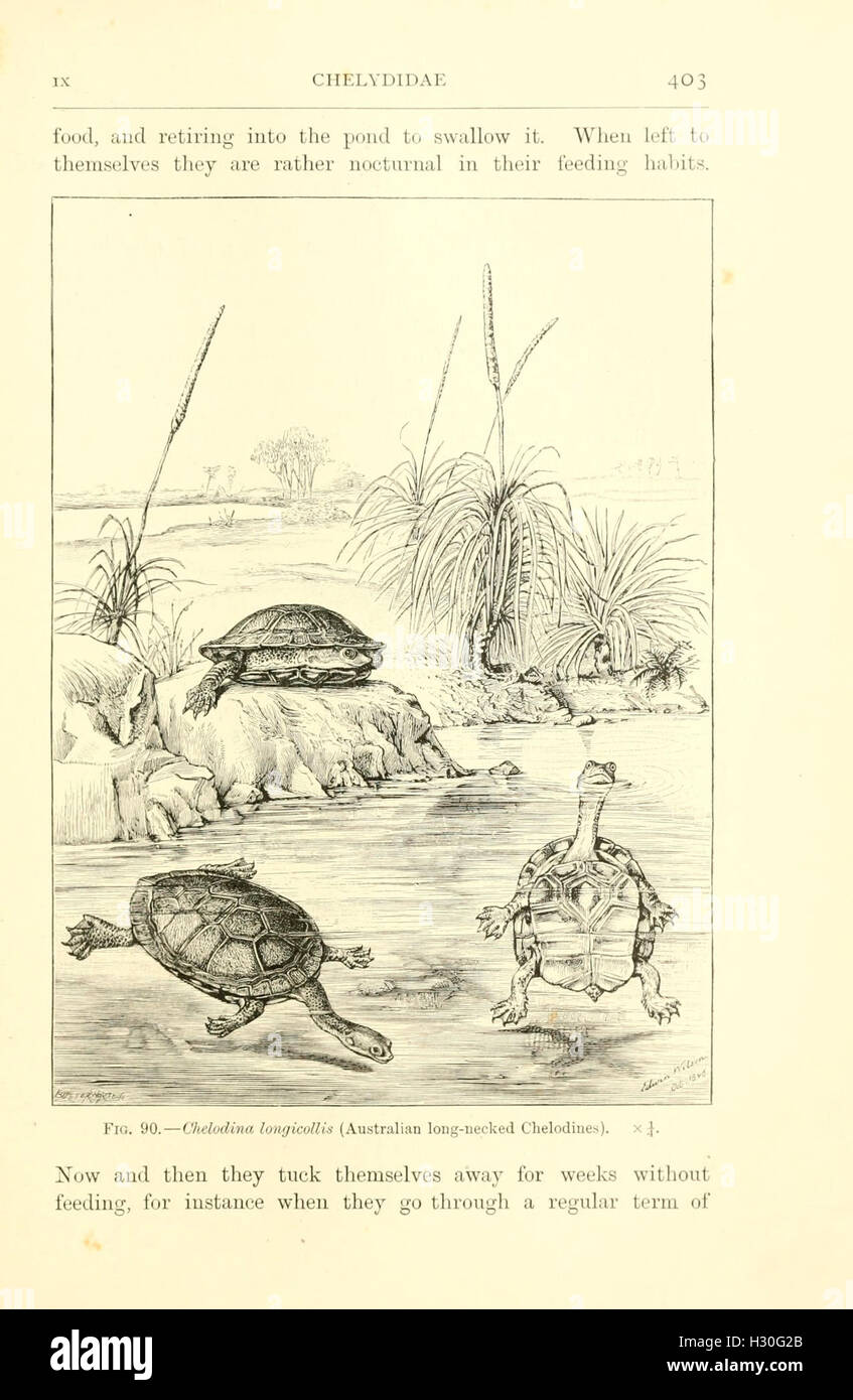 An in-depth study of amphibians and reptiles, focusing on their ...