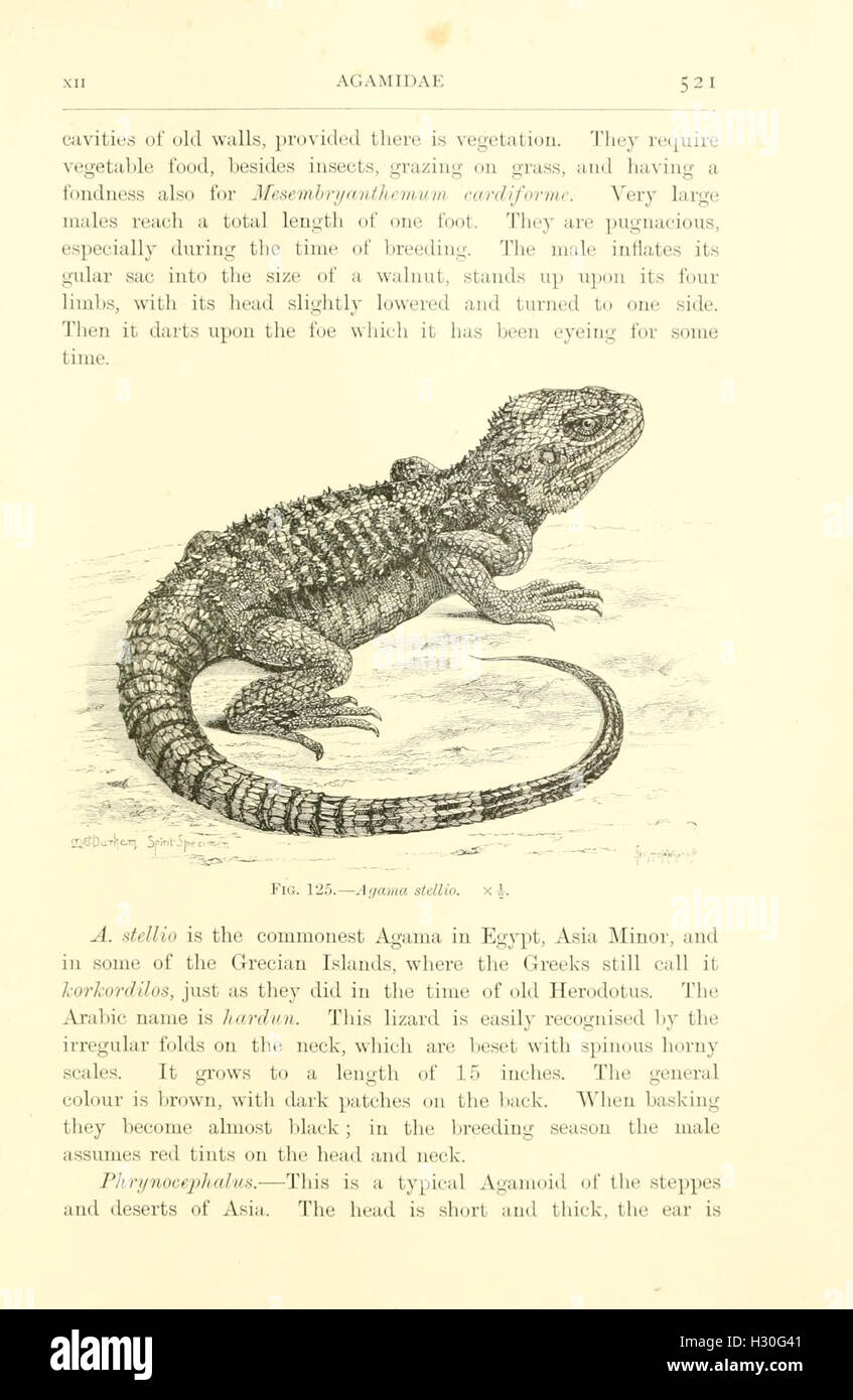 This work provides an overview of amphibians and reptiles, describing ...