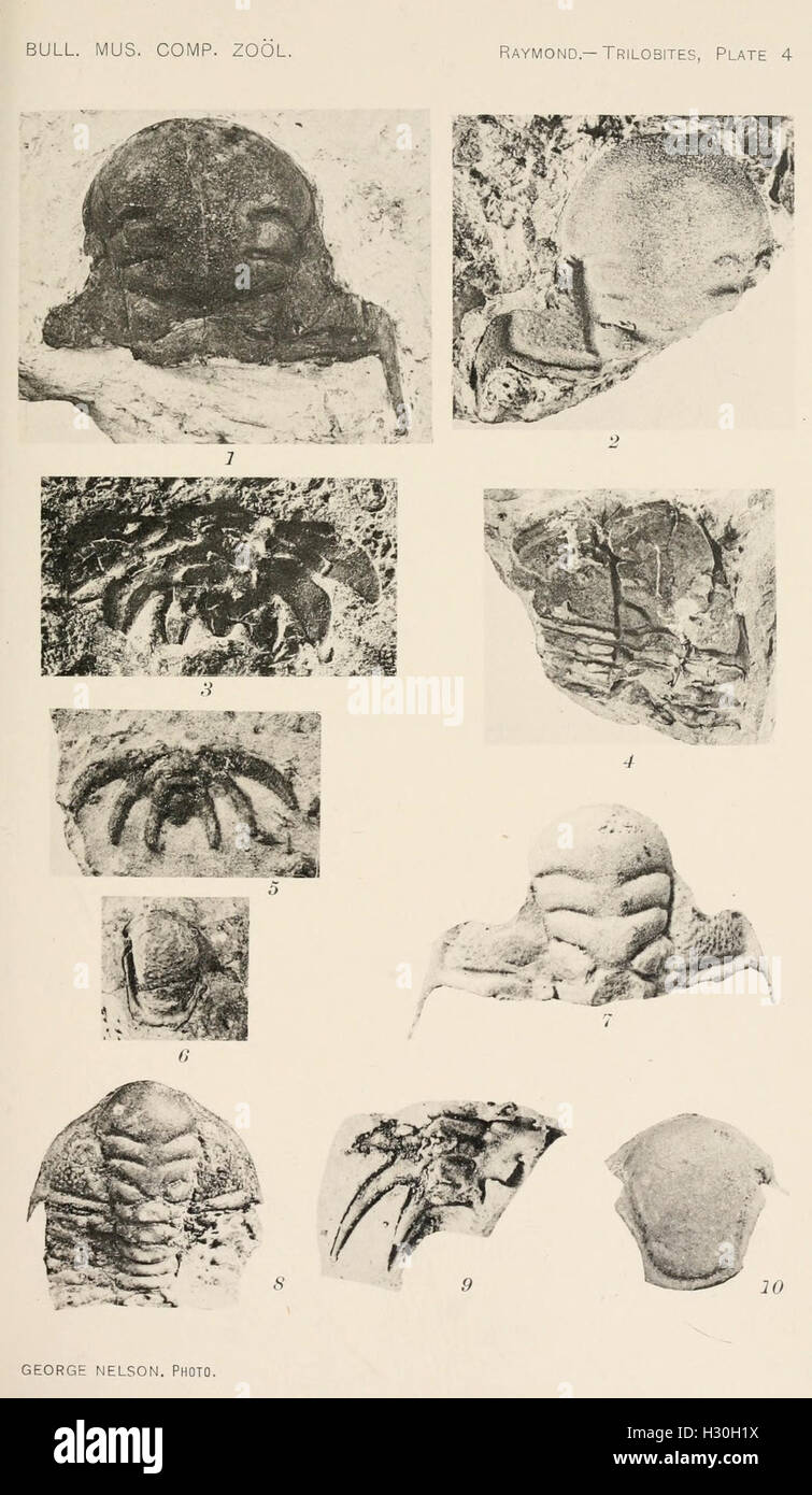 This bulletin presents various zoological studies from the Museum of ...