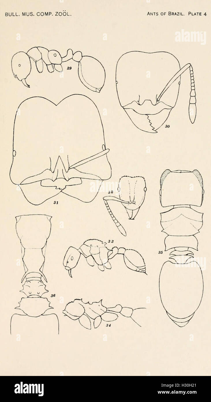 The Bulletin from the Museum of Comparative Zoology, focusing on ...