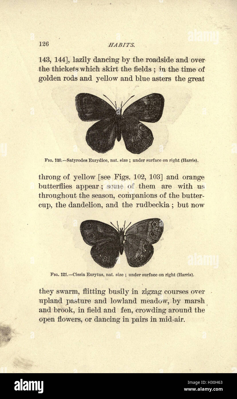 This page from a butterfly catalog features species illustrations and details on butterfly ...