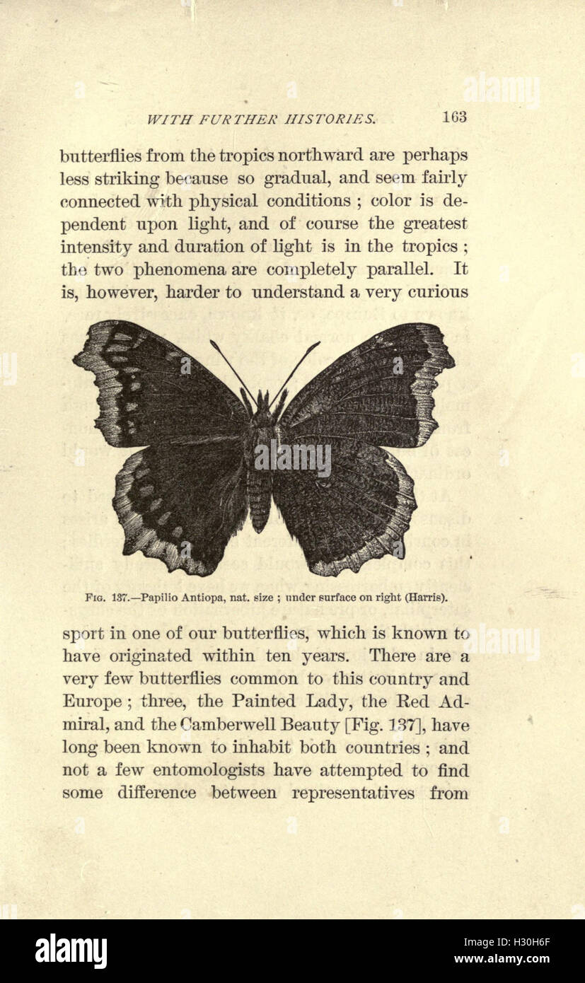 A detailed description of butterflies, as presented on page 163 ...