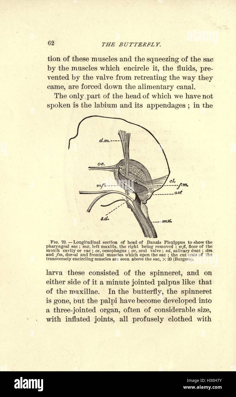 This document provides detailed descriptions of various butterfly ...