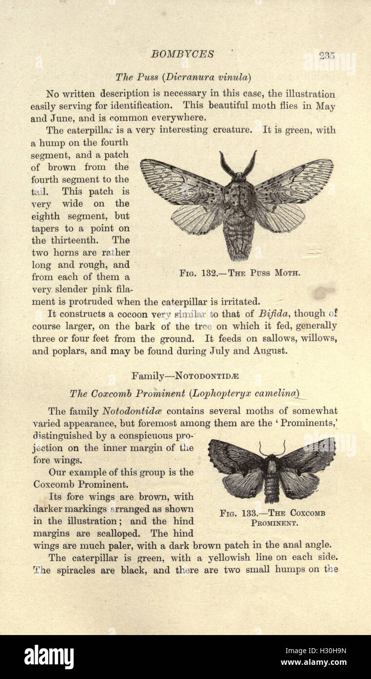 Butterflies and moths (British) (Page 235) BHL192 Stock Photo - Alamy