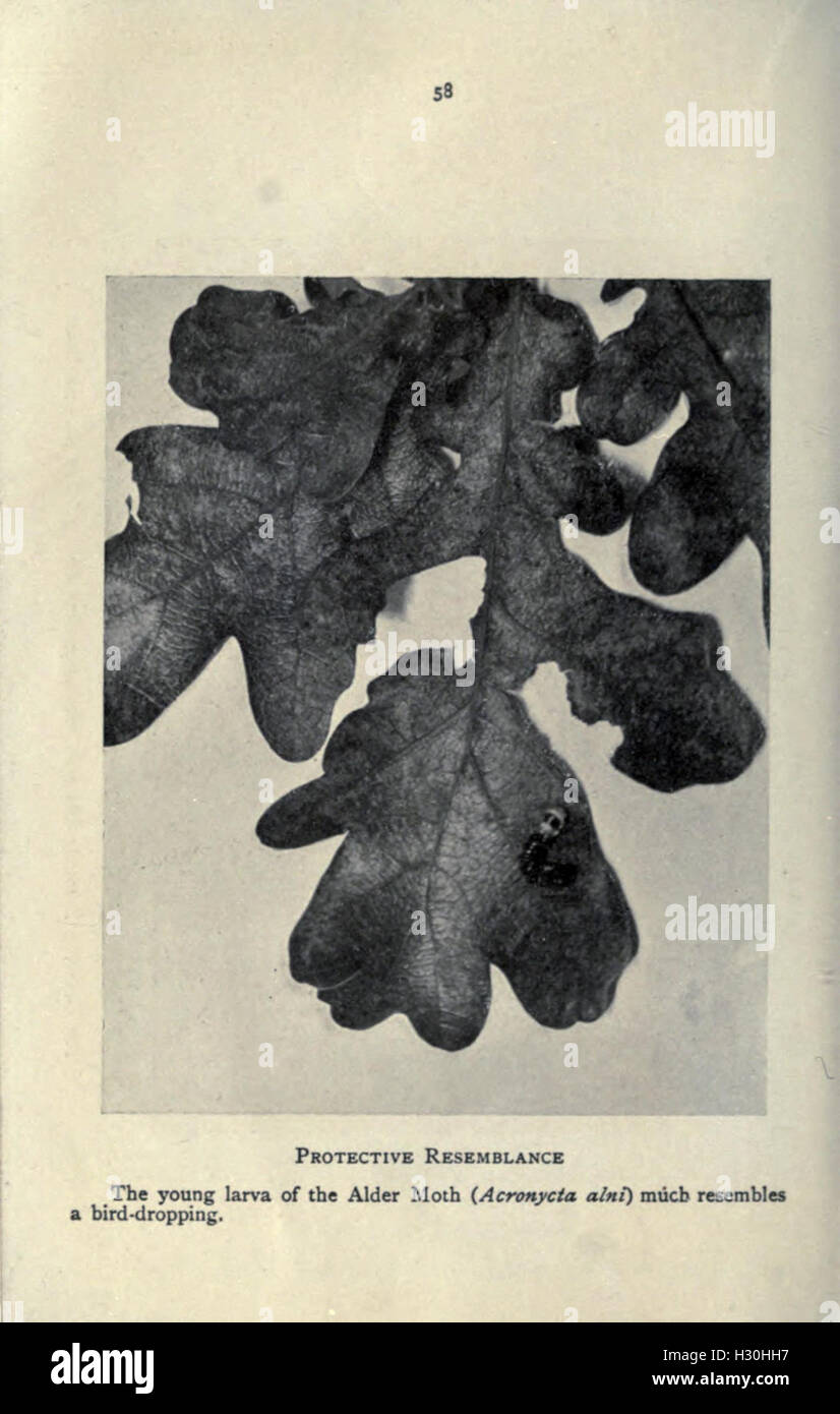 Page 58 of Butterflies and Moths at Home presents a detailed ...