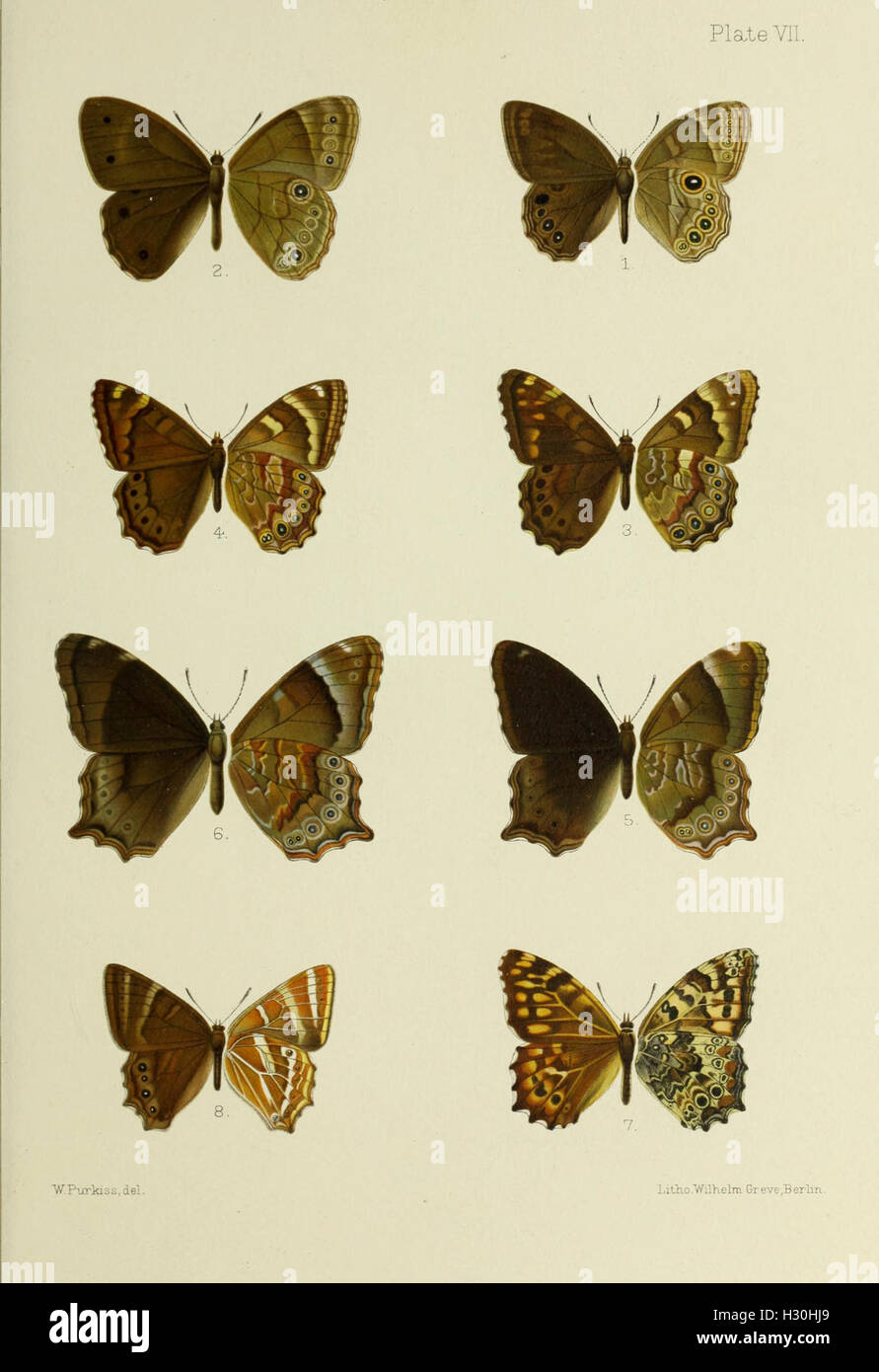 An illustration from a study of butterfly species native to China ...