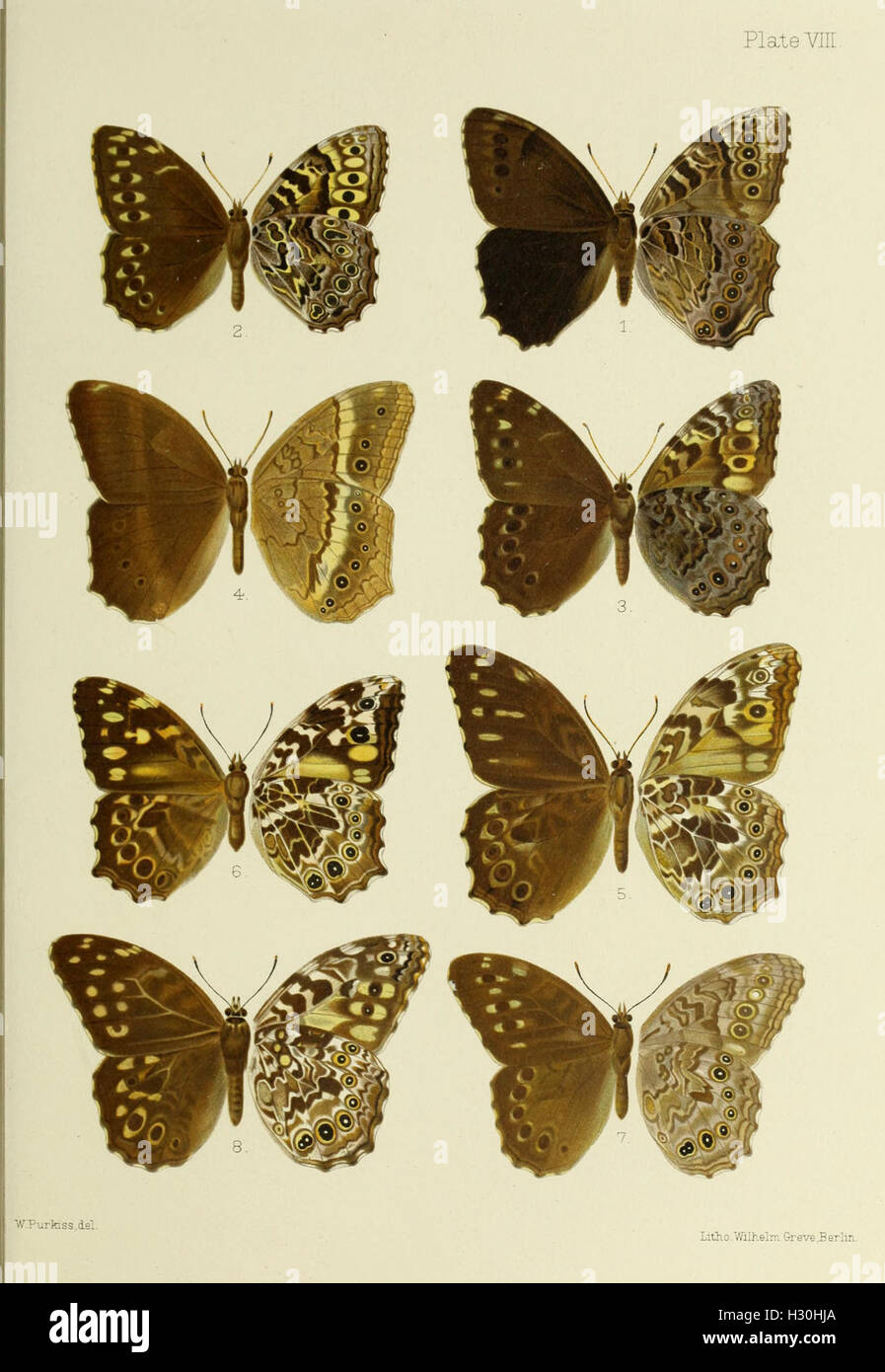 A detailed illustration and study of butterflies native to China, Japan ...