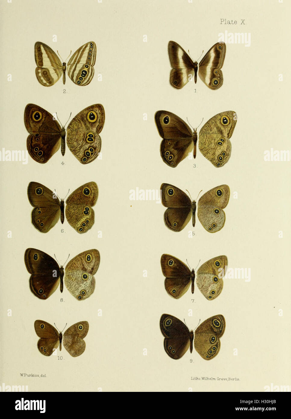 This work on butterflies from China, Japan, and Korea provides detailed ...